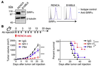 科学网—新发现！SIRP alpha抗体或将进一步破解肿瘤逃逸的难题 - 刘方舟的博文