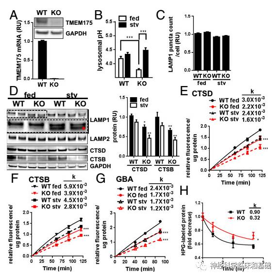 科学网—PNAS——研究揭示TMEM175缺陷引起帕金森病的病理机制 - 陈之春的博文