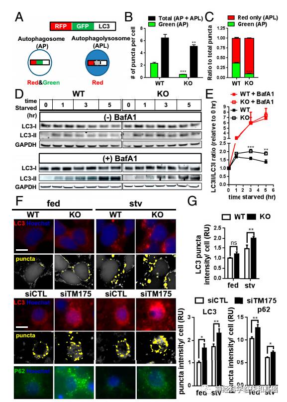 科学网—PNAS——研究揭示TMEM175缺陷引起帕金森病的病理机制 - 陈之春的博文