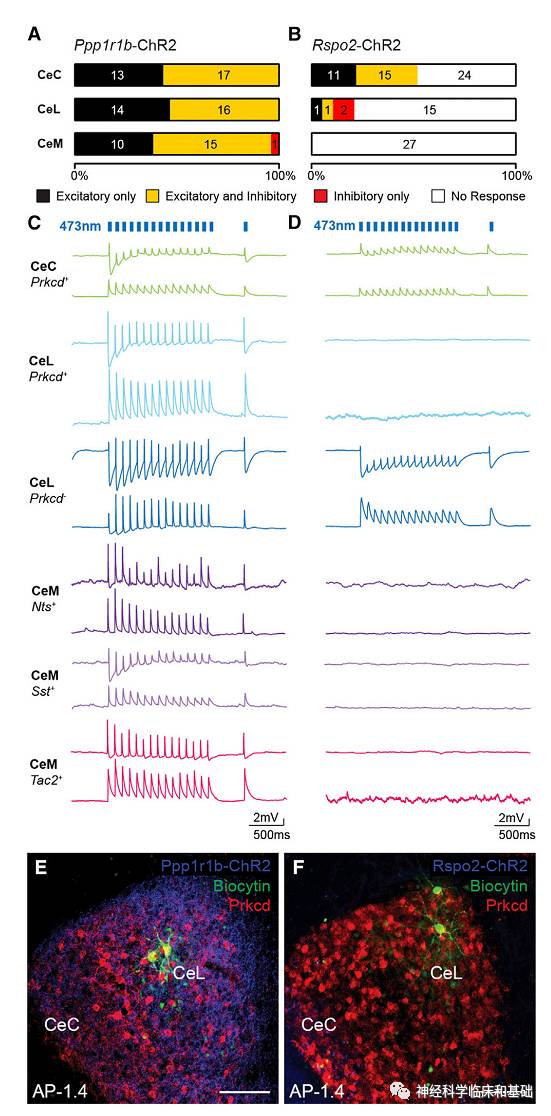 科学网—Neuron——最新研究描画了杏仁核精细的解剖学和分子遗传学图谱 - 陈之春的博文