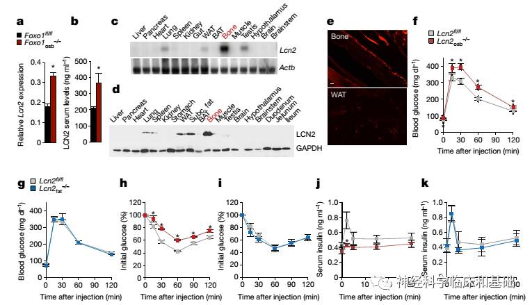 科学网—Nature——研究发现骨源性分子LCN2通过作用于MC4R抑制食欲 - 陈之春的博文