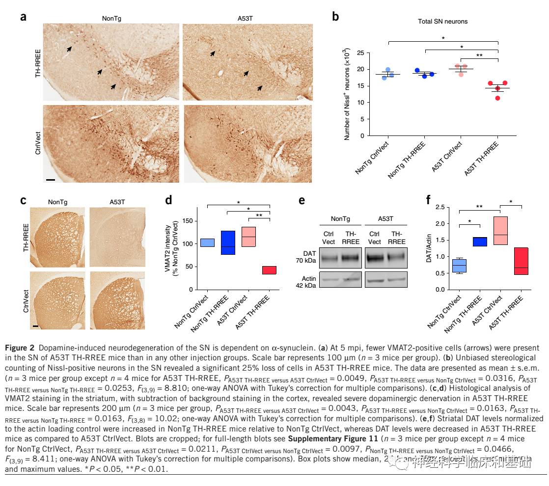科学网—Nature neurosci—多巴胺诱导α-synuclein寡聚体形成和神经变性 - 陈之春的博文