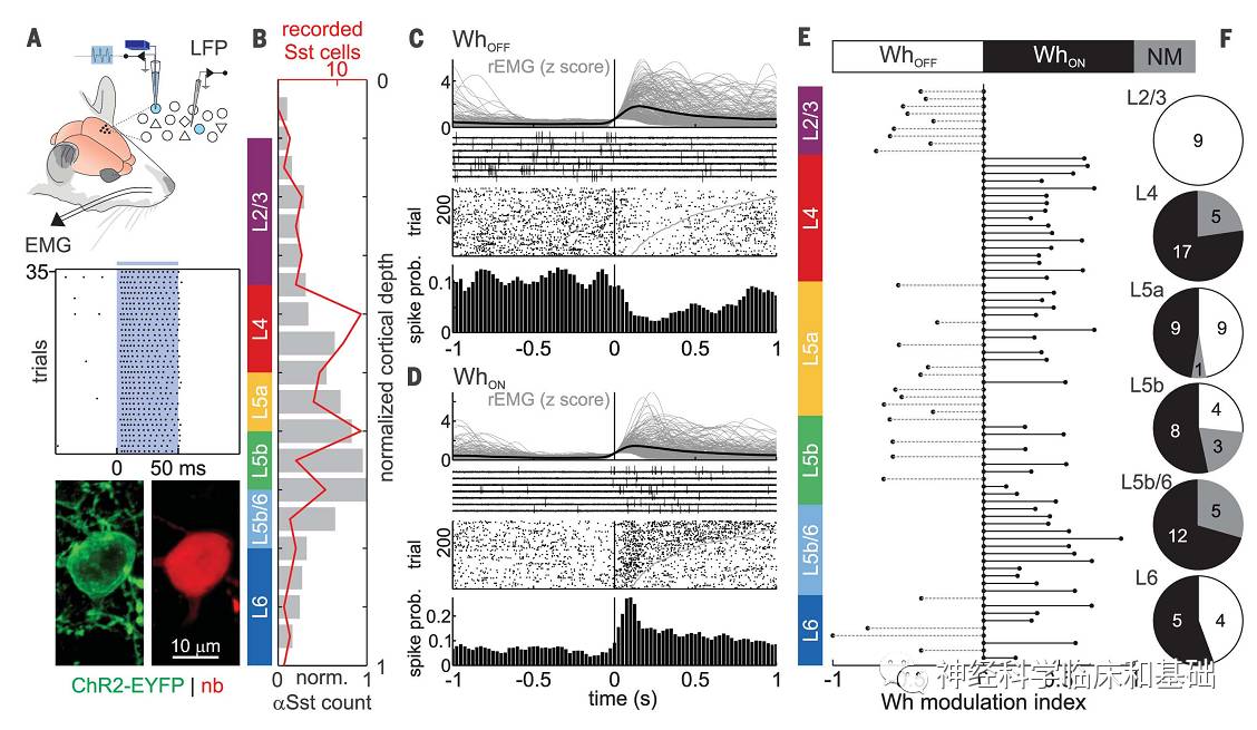 科学网—Science——研究揭示新皮层SST中间能神经元的职能分工 - 陈之春的博文