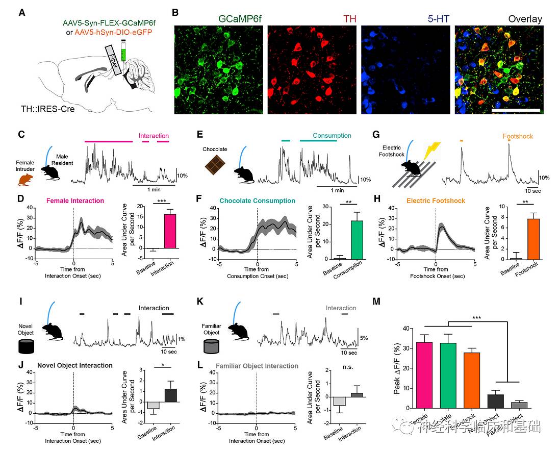 科学网—Neuron——DRN多巴胺能神经元是促觉醒神经元 - 陈之春的博文