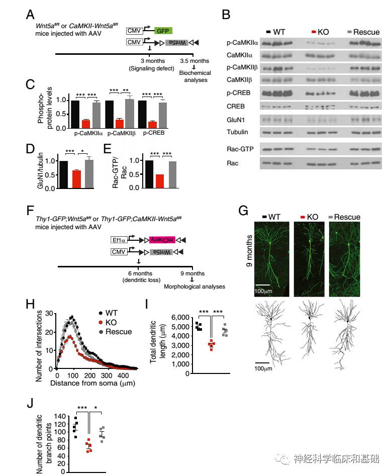 科学网—PNAs——Wnt5a对于维持成年小鼠树突结构和功能的重要作用 - 陈之春的博文