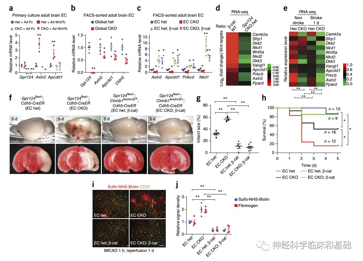 科学网—Nature medicine——Gpr124是维持血脑屏障完整性的关键分子 - 陈之春的博文
