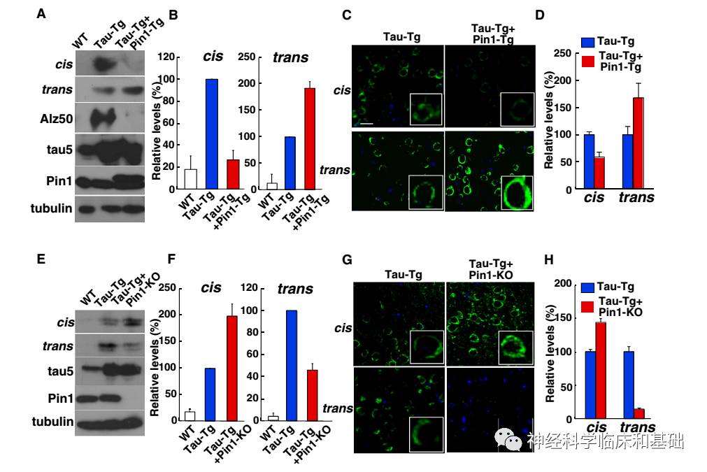 科学网—Cell——Pin1通过促进cis p-tau转变为trans p-tau而预防AD的发生 - 陈之春的博文