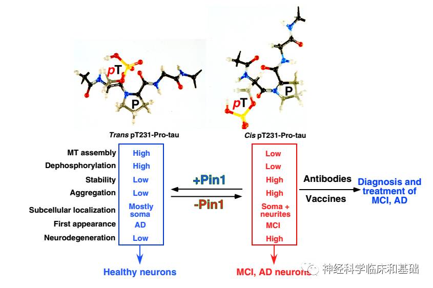 科学网—Cell——Pin1通过促进cis p-tau转变为trans p-tau而预防AD的发生 - 陈之春的博文