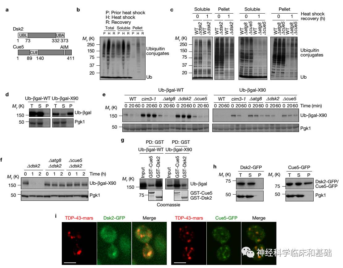 科学网—Nature cell bio—泛素化是蛋白酶体和自噬降解途径的共同信号 - 陈之春的博文