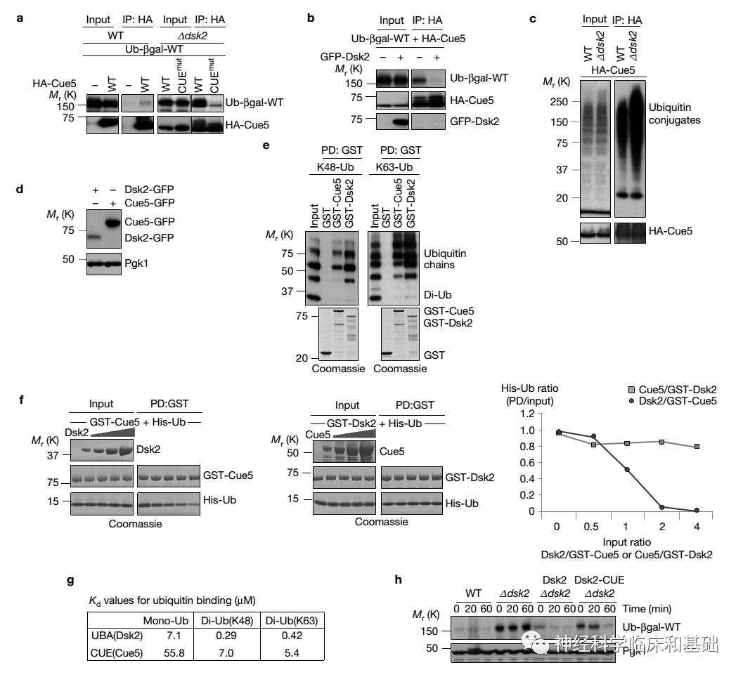 科学网—Nature cell bio—泛素化是蛋白酶体和自噬降解途径的共同信号 - 陈之春的博文
