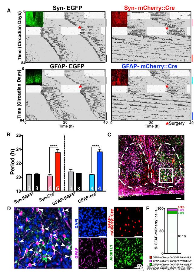 科学网—Neuron——如果每天24小时的生物节律可以改变，你会？ - 陈之春的博文