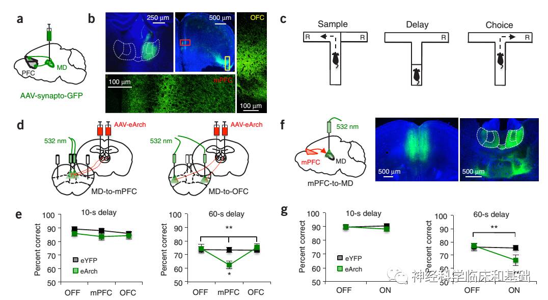科学网—Nature neurosci——MD-PFC环路参与工作记忆的维持 - 陈之春的博文