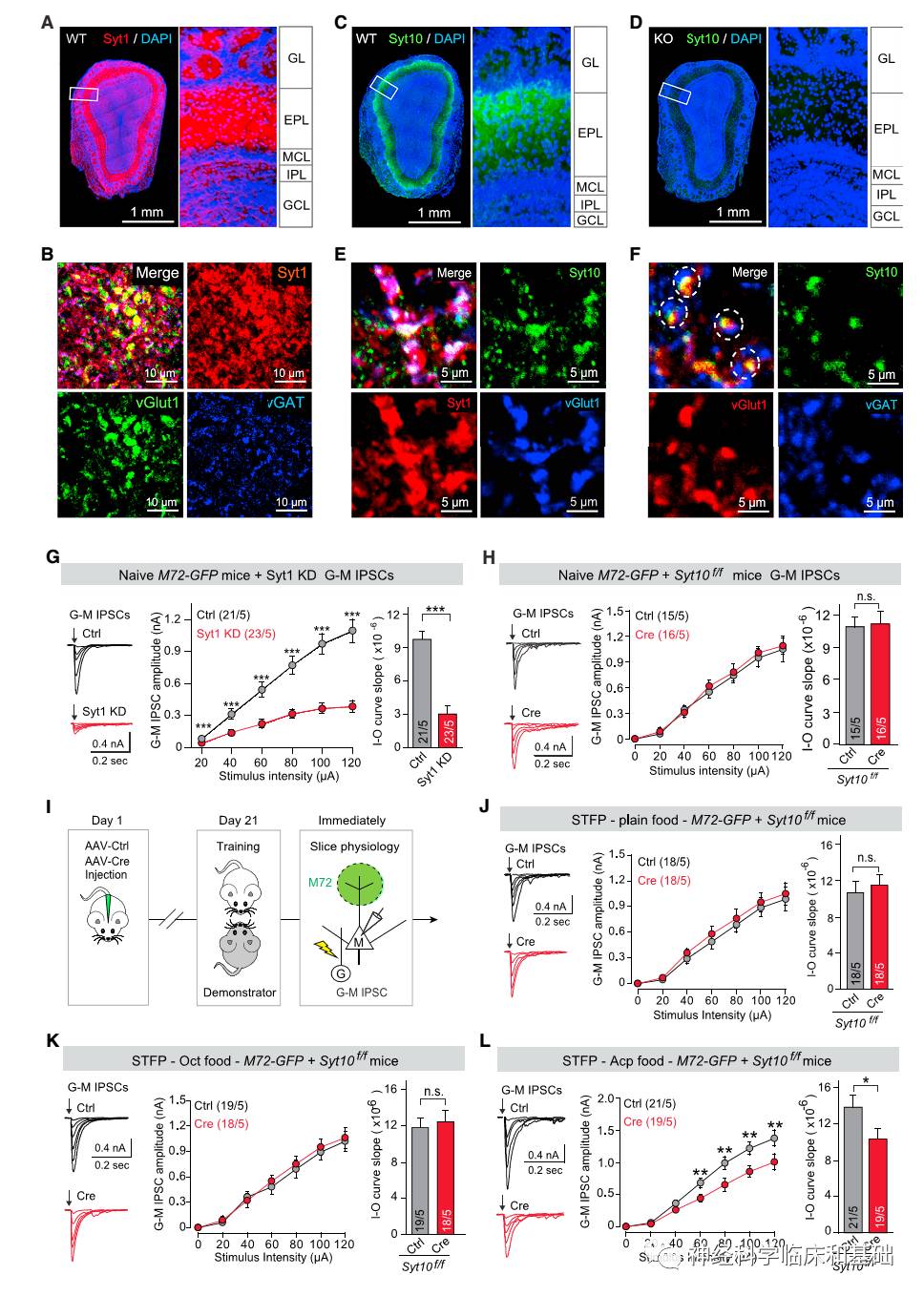 科学网—Neuron—IGF1介导了嗅觉社会学习记忆中僧帽细胞的突出可塑性过程 - 陈之春的博文