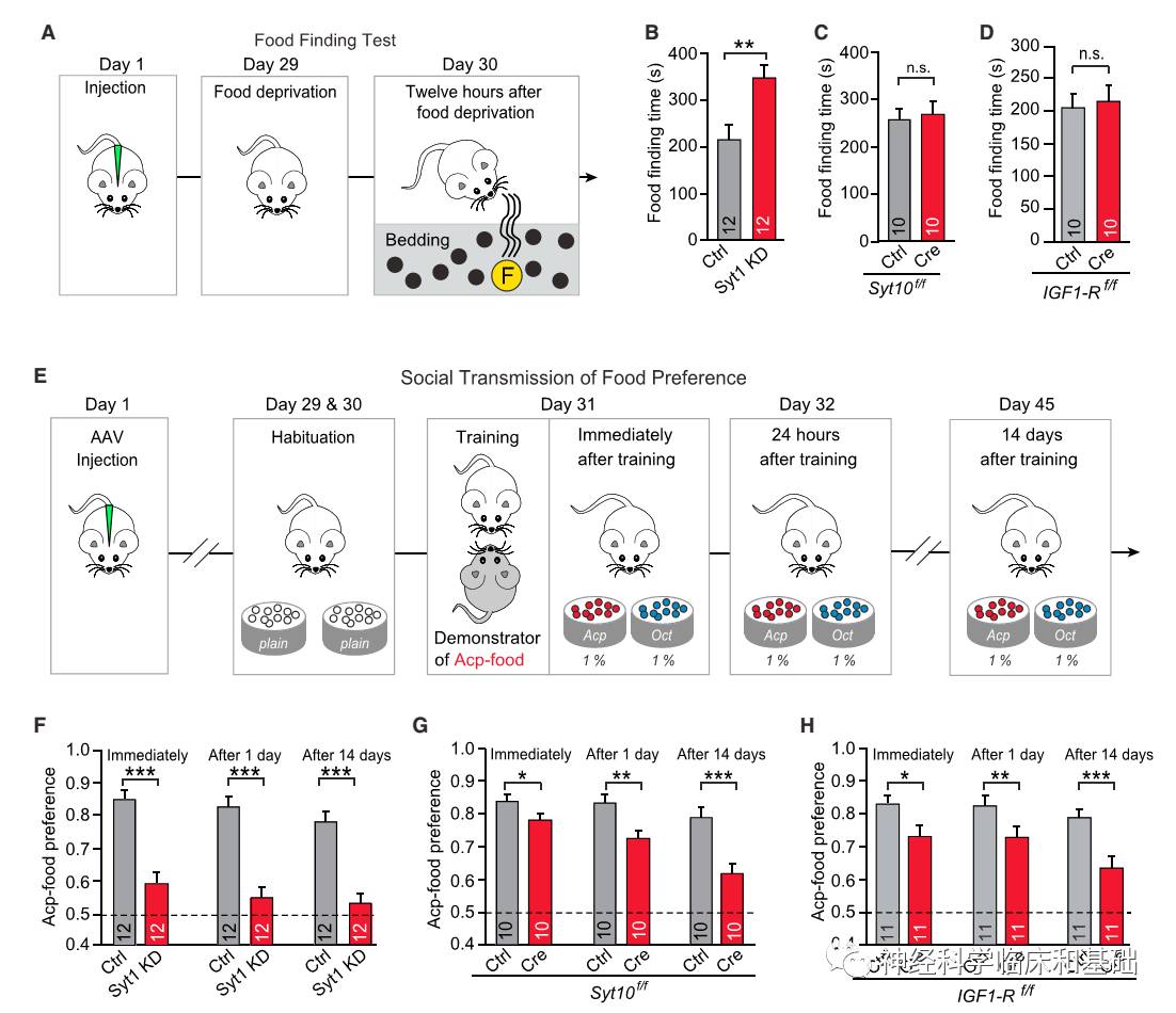 科学网—Neuron—IGF1介导了嗅觉社会学习记忆中僧帽细胞的突出可塑性过程 - 陈之春的博文