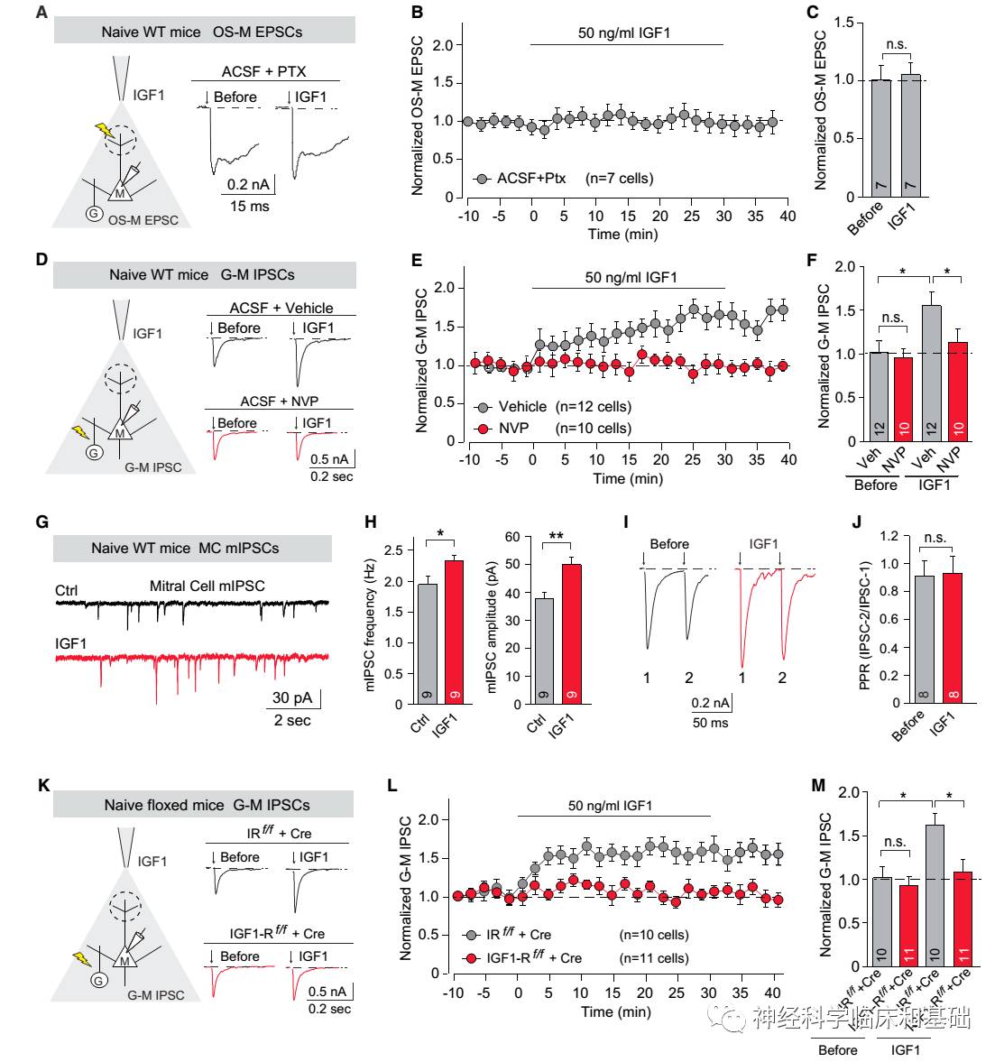 科学网—Neuron—IGF1介导了嗅觉社会学习记忆中僧帽细胞的突出可塑性过程 - 陈之春的博文